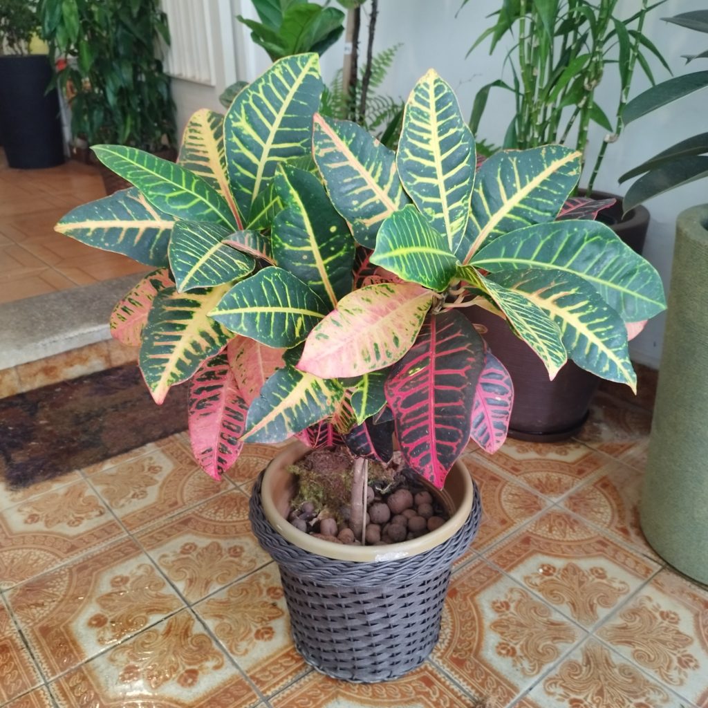 Croton – Luna Flores – Floricultura Vila Mariana SP