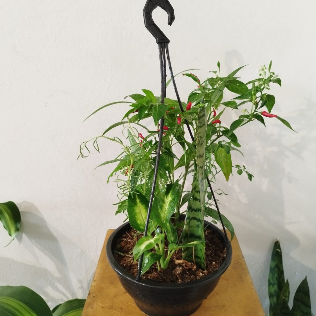 Vaso Sete Ervas Luna Flores Floricultura Vila Mariana SP Vaso Sete Ervas Luna Flores Floricultura Vila Mariana SP